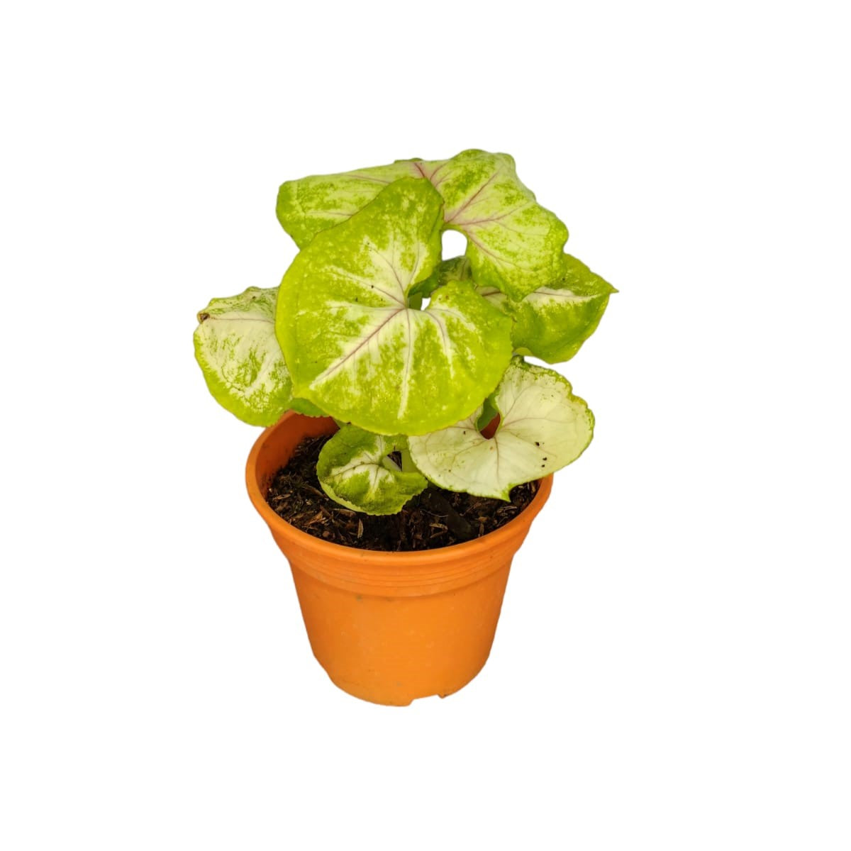 Syngonium Lemon Lime – The Leafy Alley