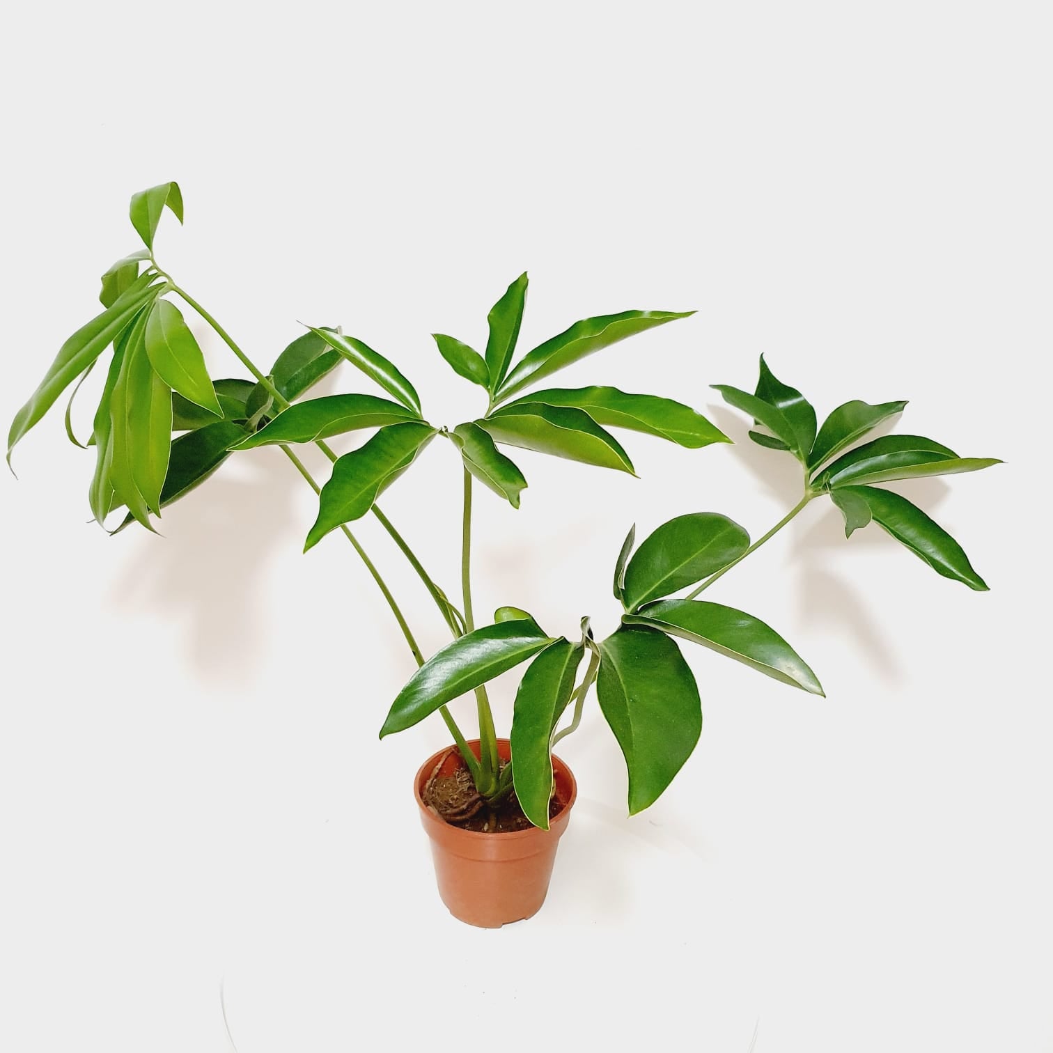Philodendron Fun Bun – The Leafy Alley